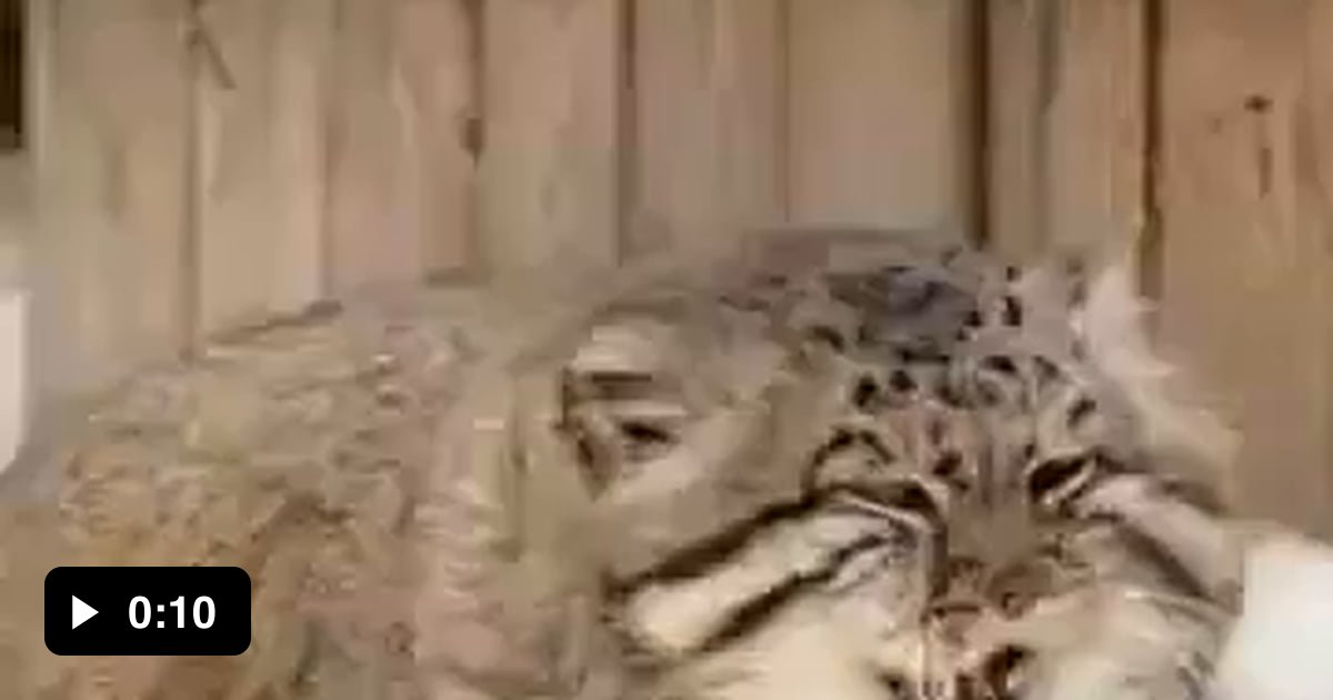Big cat small tippy taps (on fluffy tail) - 9GAG