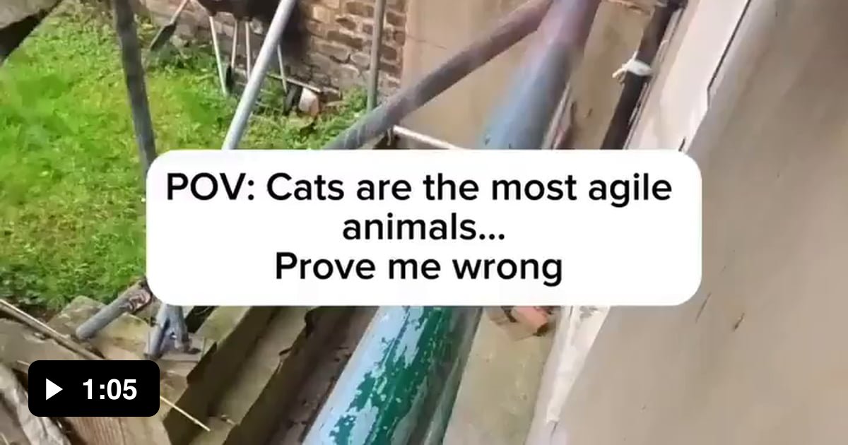 Cats perspective - 9GAG