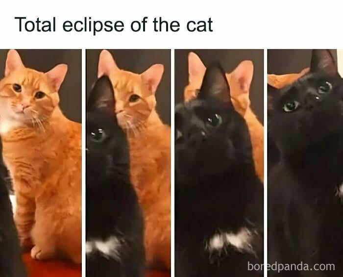 Cat eclipse - 9GAG