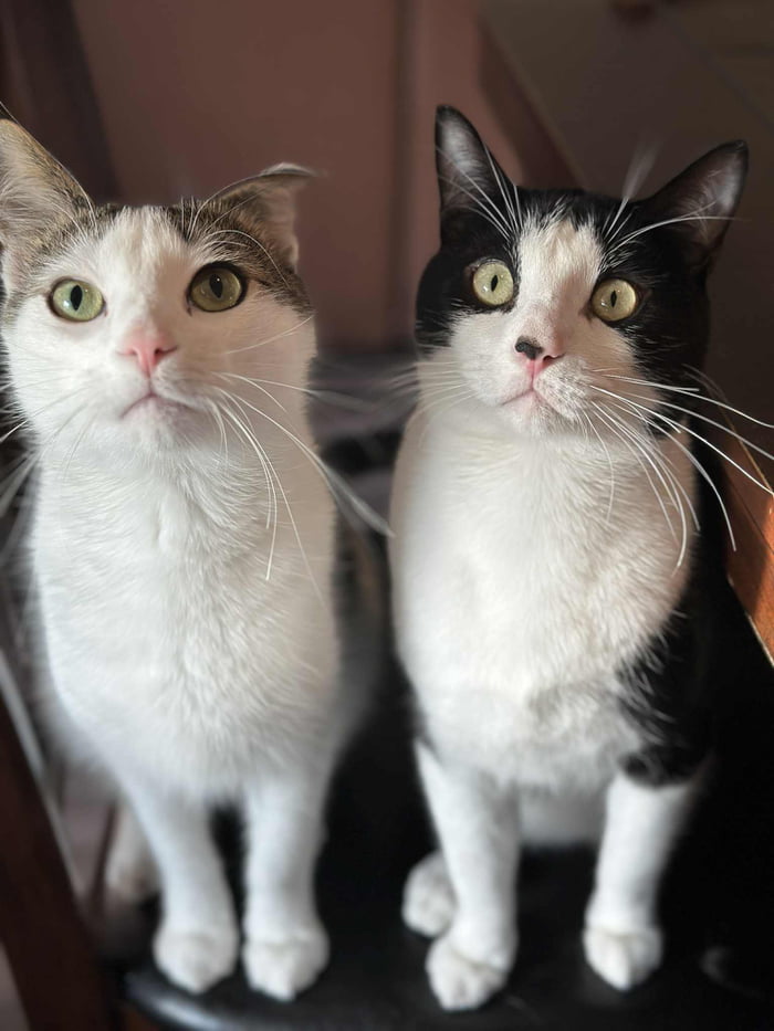 Double Trouble - 9GAG