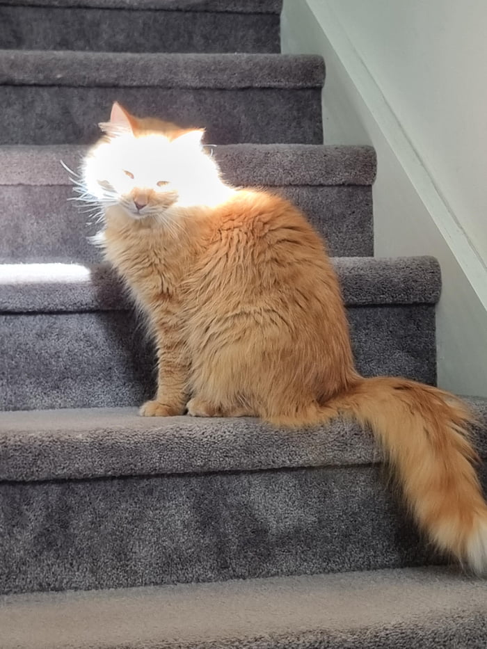 Sun Cat, The ginger cat blessed by Solaire of Astora - 9GAG