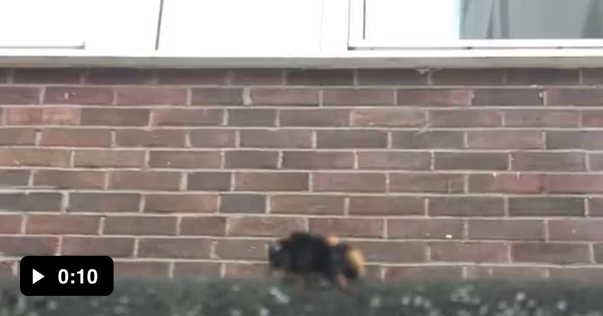 Bee bee like, " Fine! now buzz off" - 9GAG