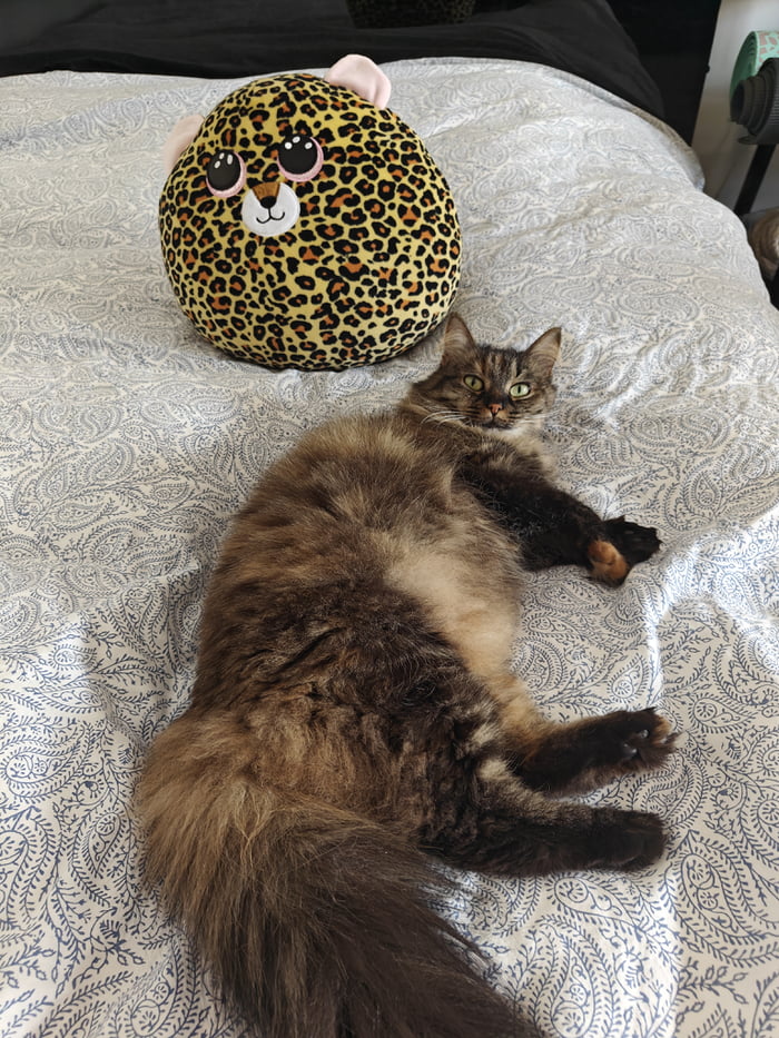 Rate my fluff - 9GAG