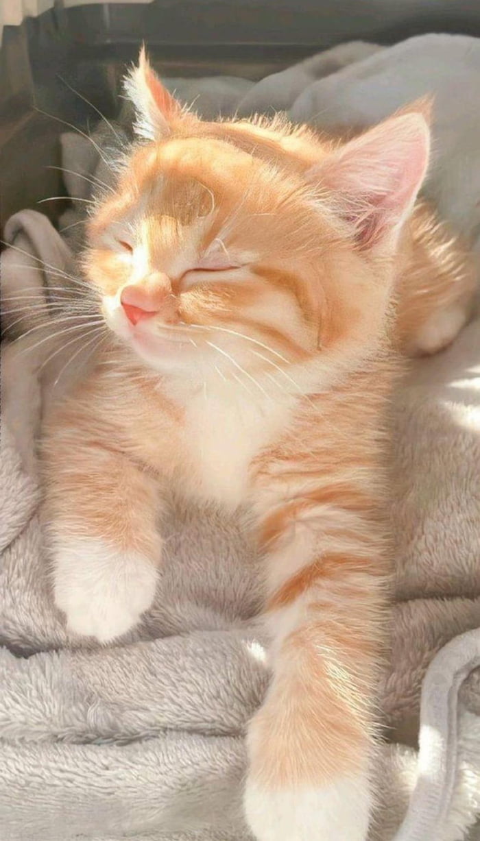 Snoozy smol boi - 9GAG