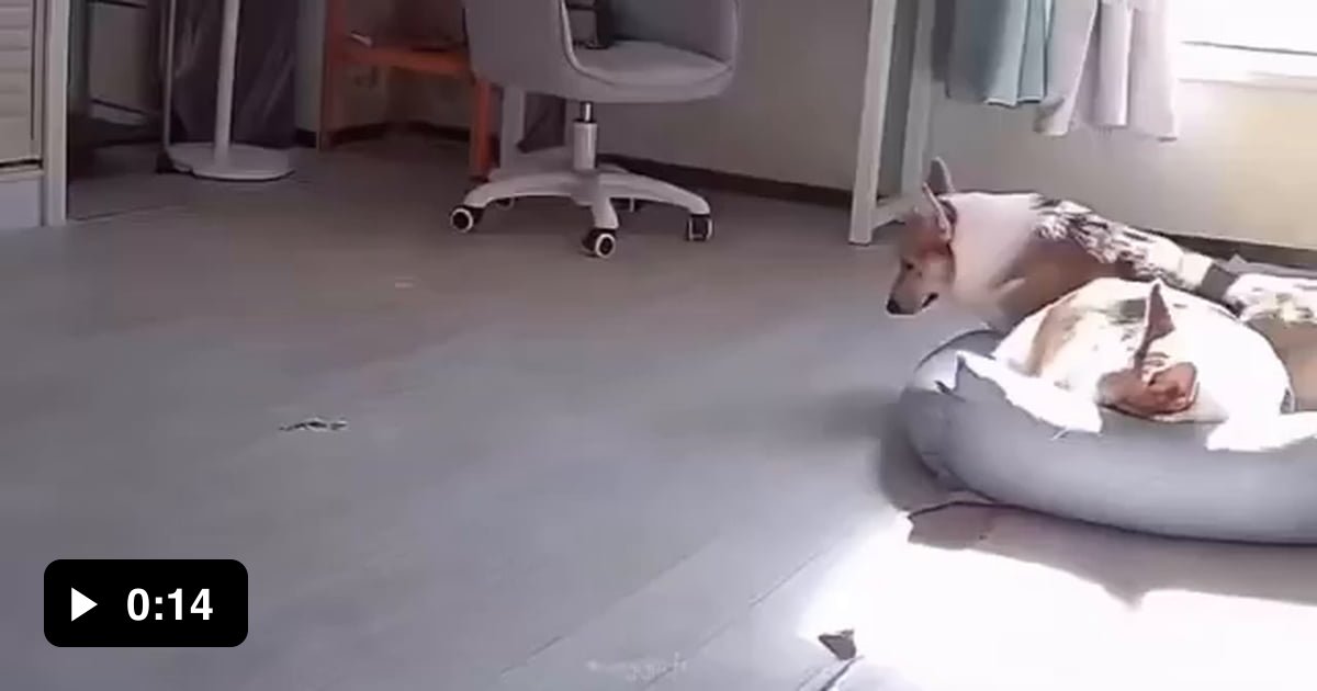 He got up from laying down only to lay down again 🤣 - 9GAG