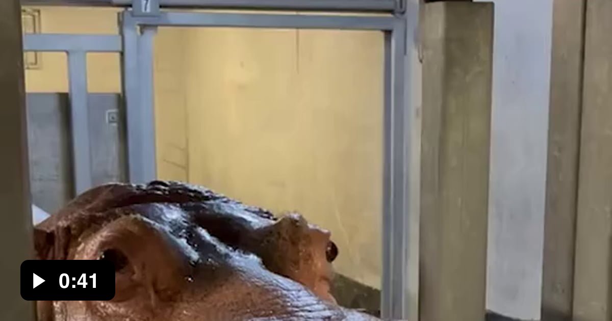 Heil hippo - 9GAG