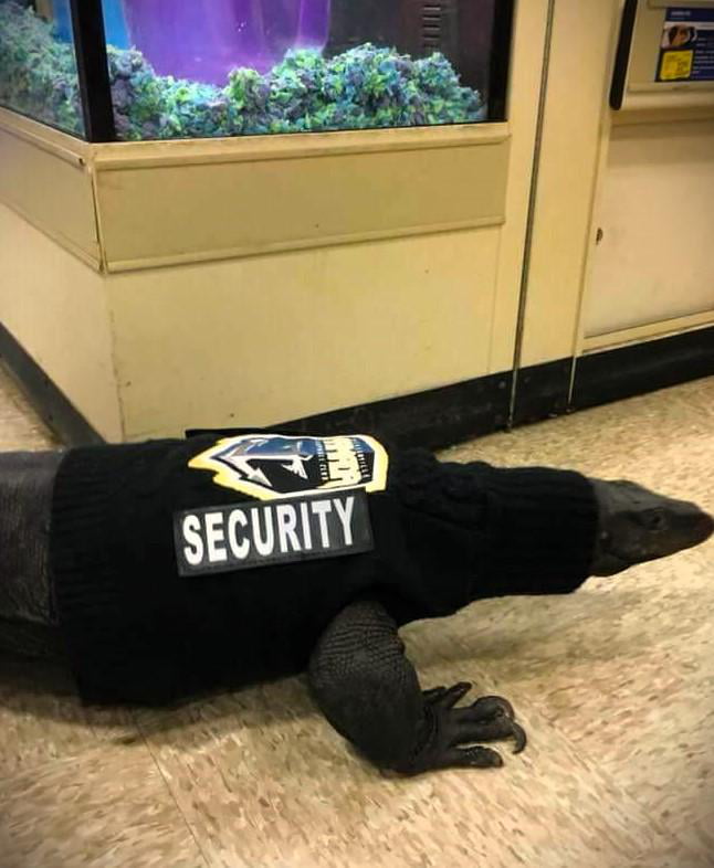 They just hired a new security guard - 9GAG