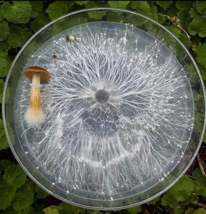 Image showing the roots of a mushroom that are otherwise invisible ...