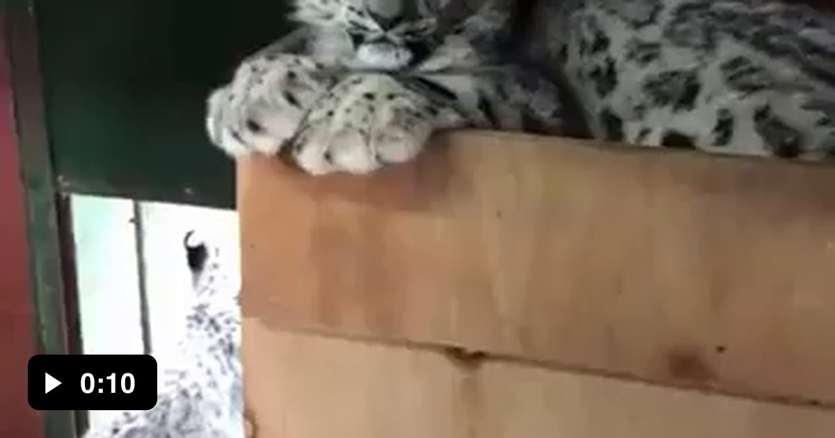 Koshi the Snow Leopard - 9GAG