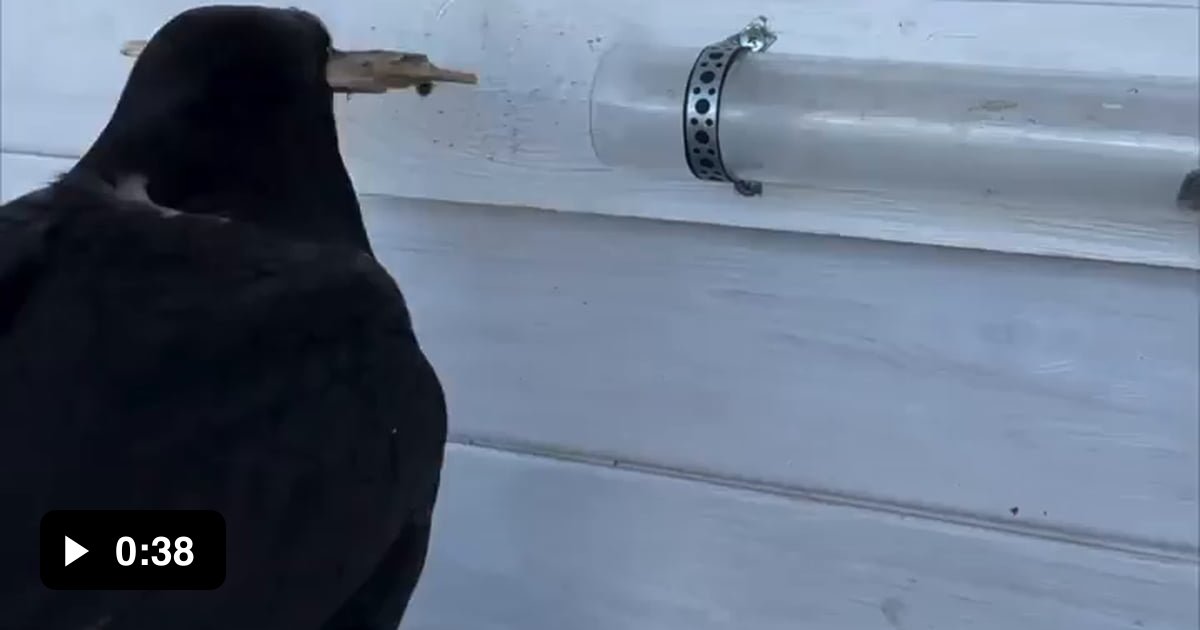 Raven Uses Sticks To Get Food - 9GAG