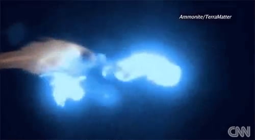 Anime fish | +900 hp in the arena | 100 damage per move | Ultimate move ...