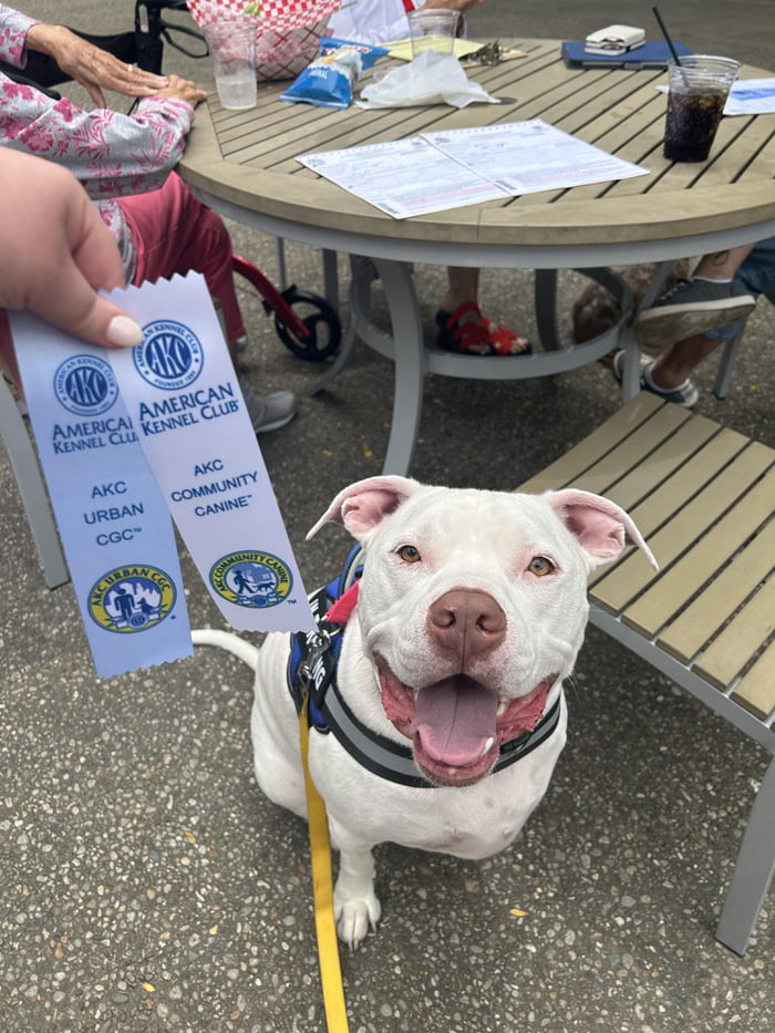 Brutus passed his CGCA and CGCU today!! One step closer to being a ...