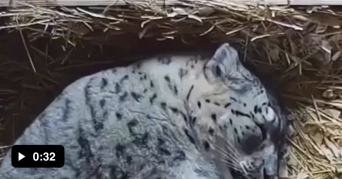 Snow Leopards - 9GAG