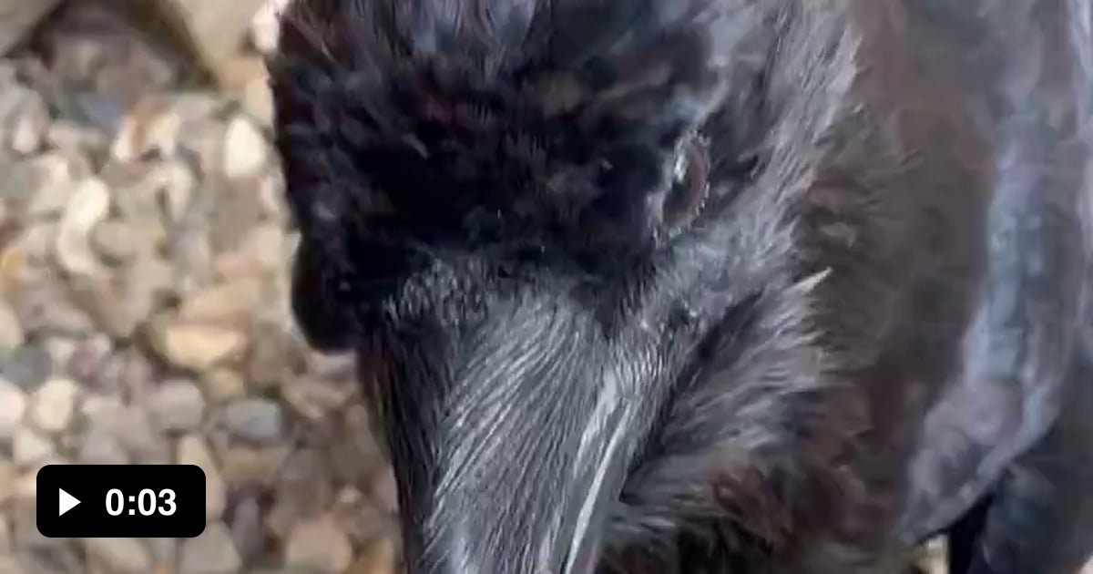 Crow of judgement - 9GAG