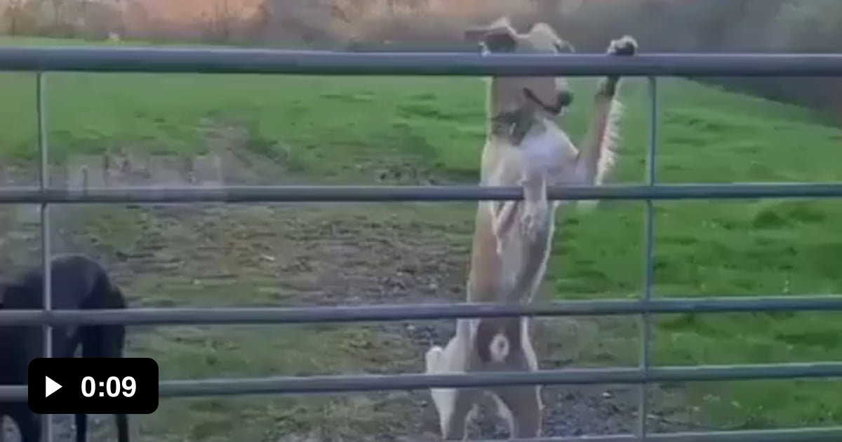 That was quite the leap 😂 - 9GAG