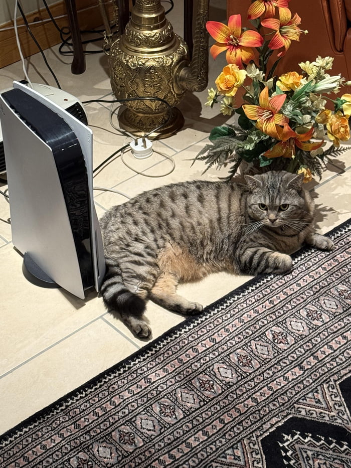 Ollie is a screen time enforcer - 9GAG