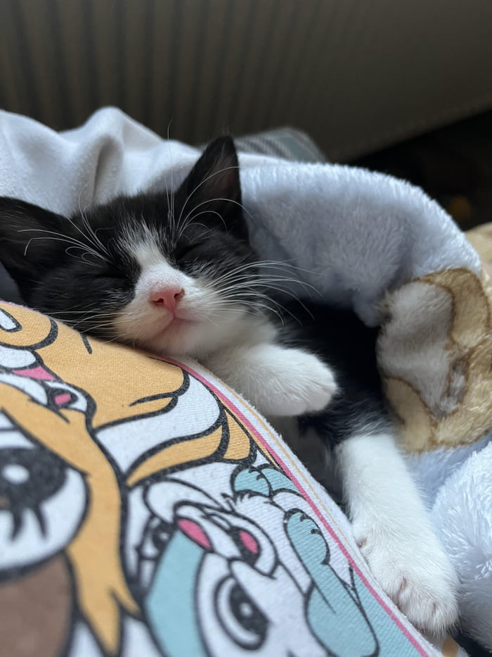 Smol boi, big dreams - 9GAG