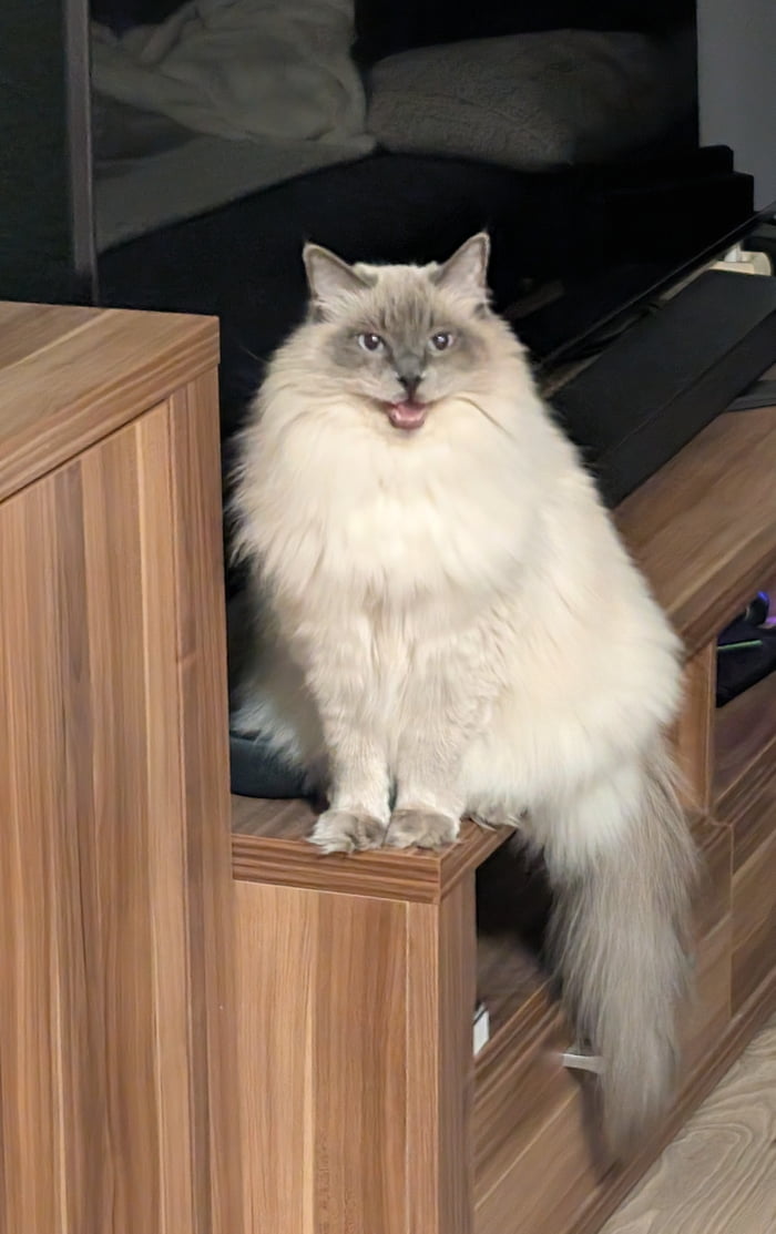 My oddly photogenic floof - 9GAG