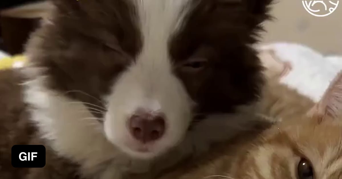 Fluffy taps and soft nibbles - 9GAG