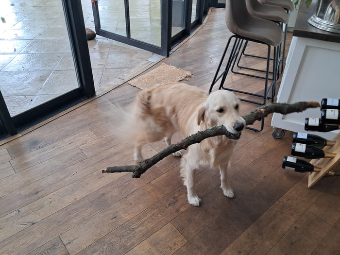 Rate her stick - 9GAG