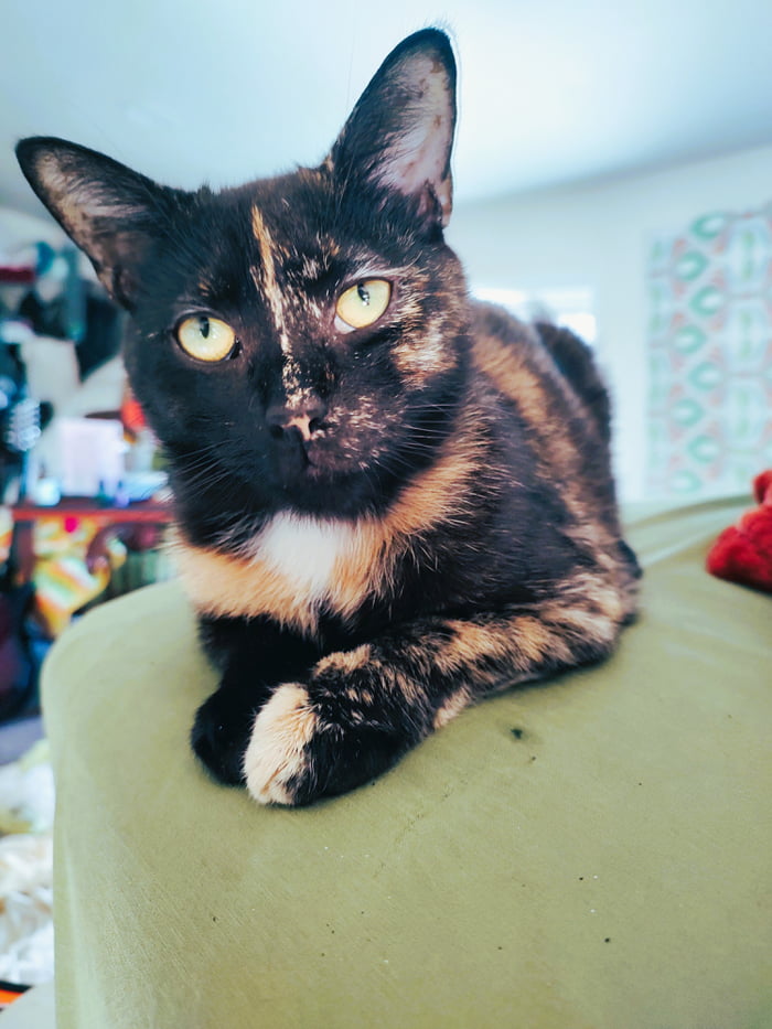 Stop scrolling for a second and admire my murder floof. - 9GAG