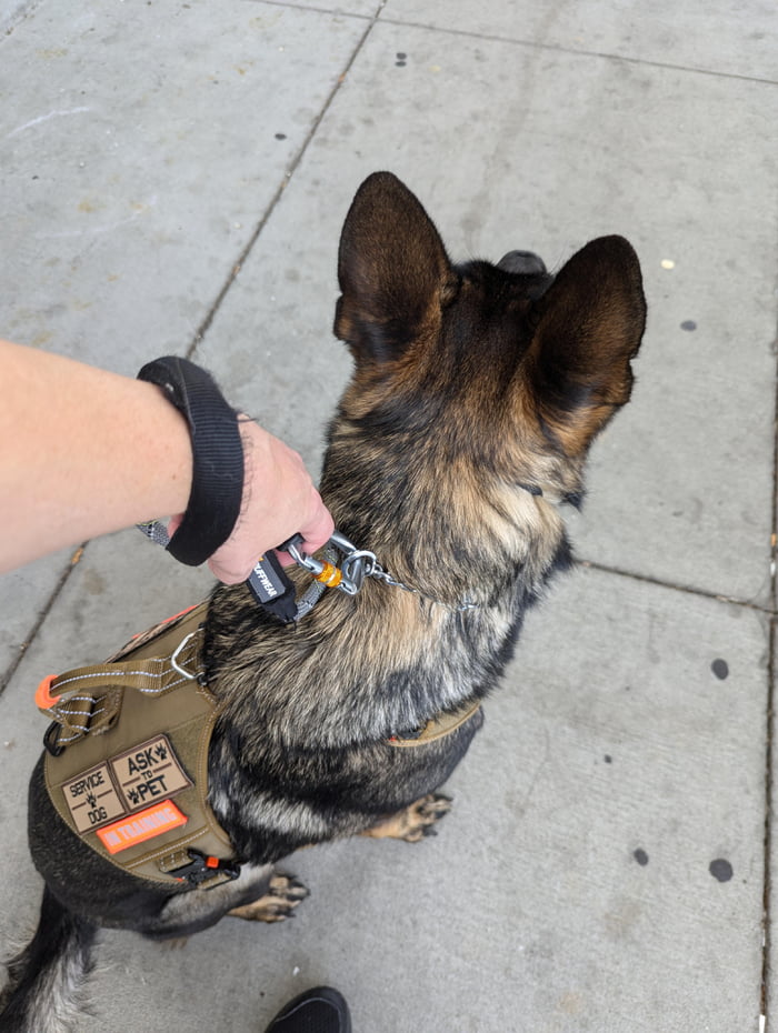 Now he can go anywhere with me, got it all sorted out... - 9GAG