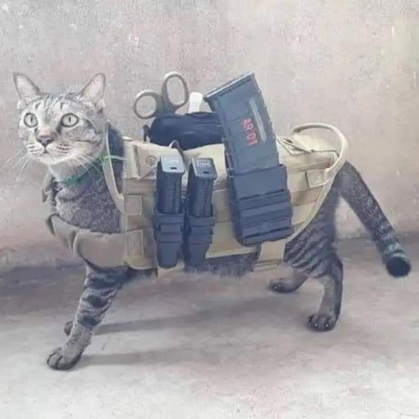 Combat cat will fight Hamas for you. - 9GAG