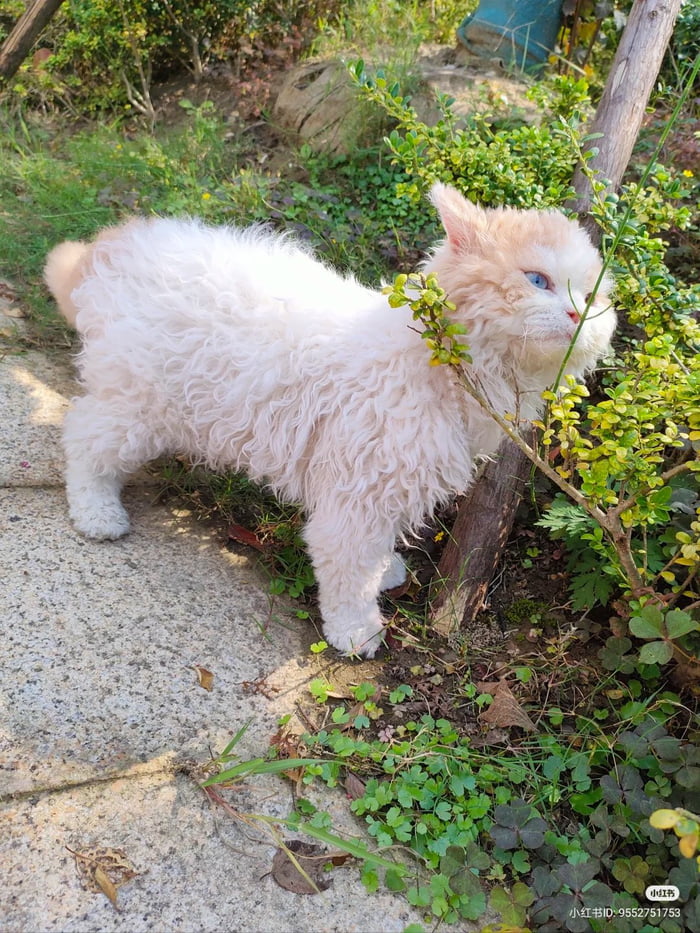 What's its name? Shat? - 9GAG