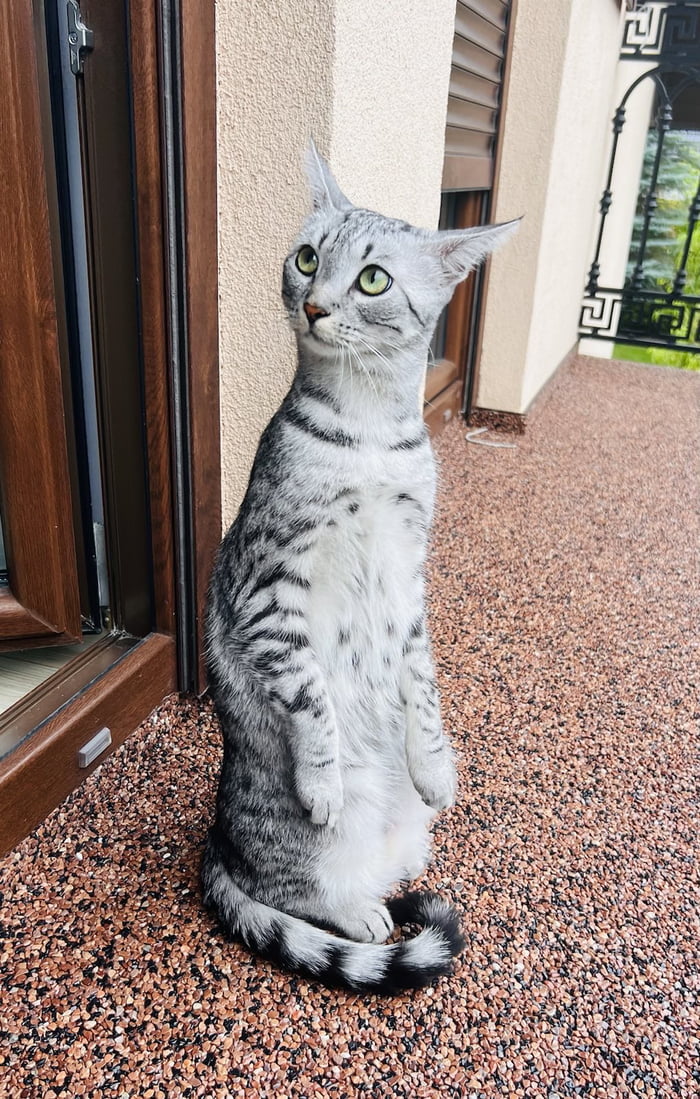 Since people are posting their pets. That's the coolest picture I have of my cat. Meet Iris! - 9GAG