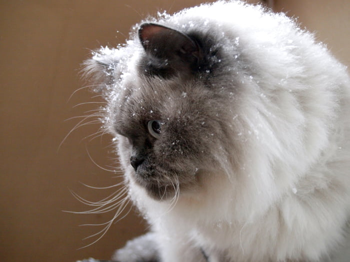 Gizmo the cat cooling off on a snowy day - 9GAG