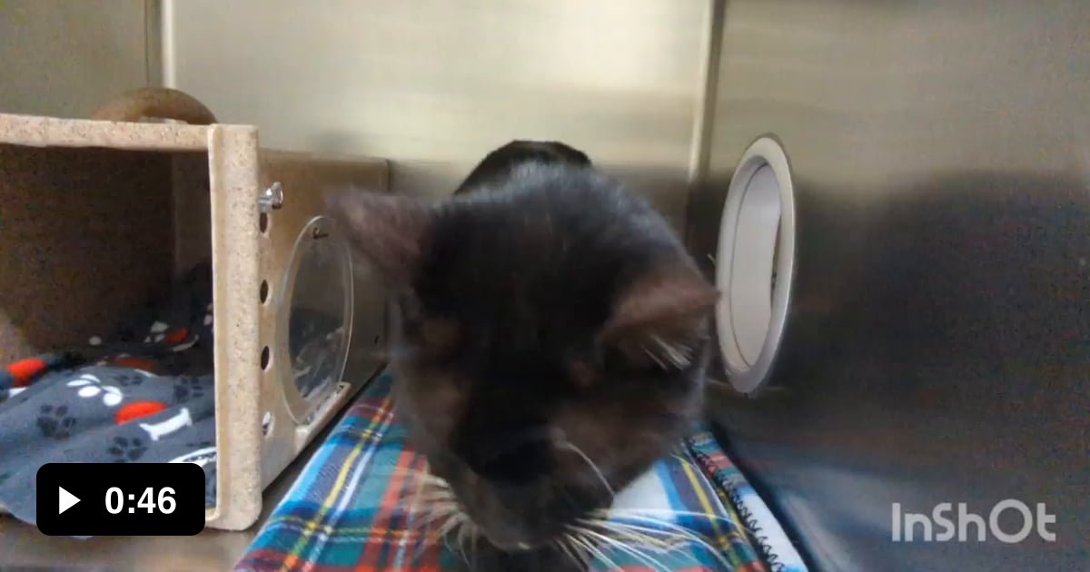 Stache Screm Compilation - 9GAG