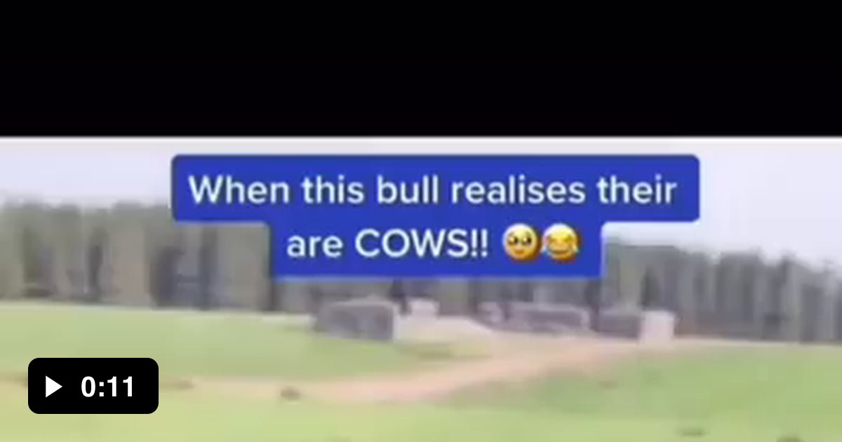 When the bull sees the ladies - 9GAG