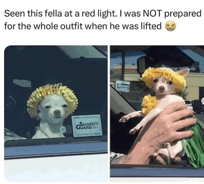 Spotted this legend at the stoplight, the full ensemble was a delightful shock. - 9GAG