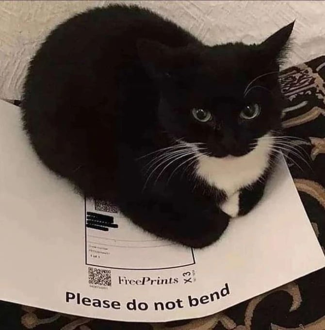 Maxwell the cat, bender of the unbendable - 9GAG