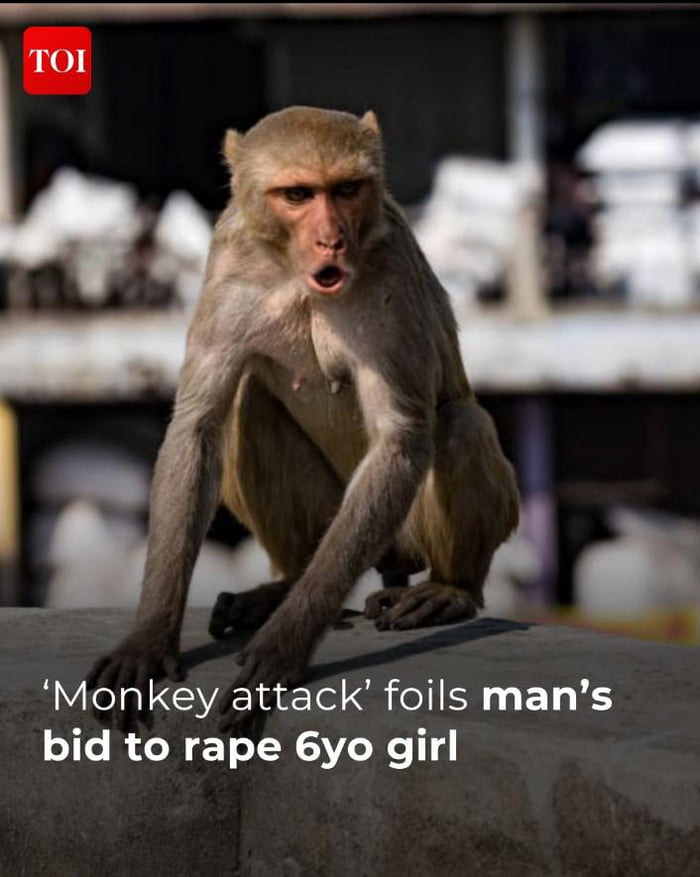A troop of monkeys purportedly intervened to save a 6-year-old girl, from a rape attempt . - 9GAG