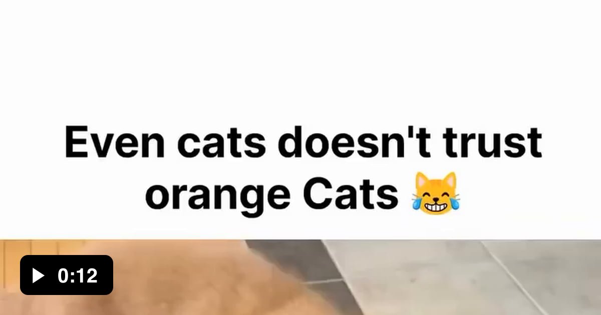 Even Cat's doesn't trust Orange Cars 🐱🟠 - 9GAG