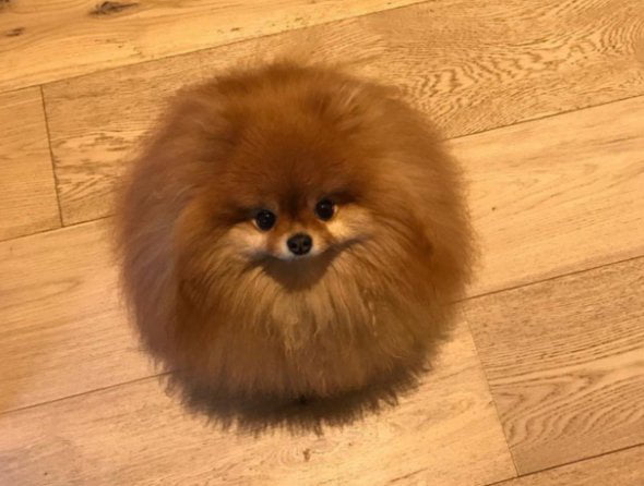 Mathematical Simplification: Consider a Spherical Dog... - 9GAG