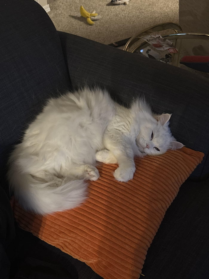 Chloe is very tired. Doing nothing all day will do that you. - 9GAG