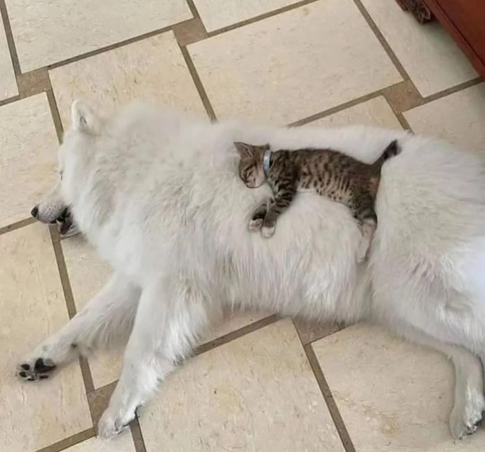 Nothing out of the ordinary. Martin sleeps on his best furry friend) - 9GAG