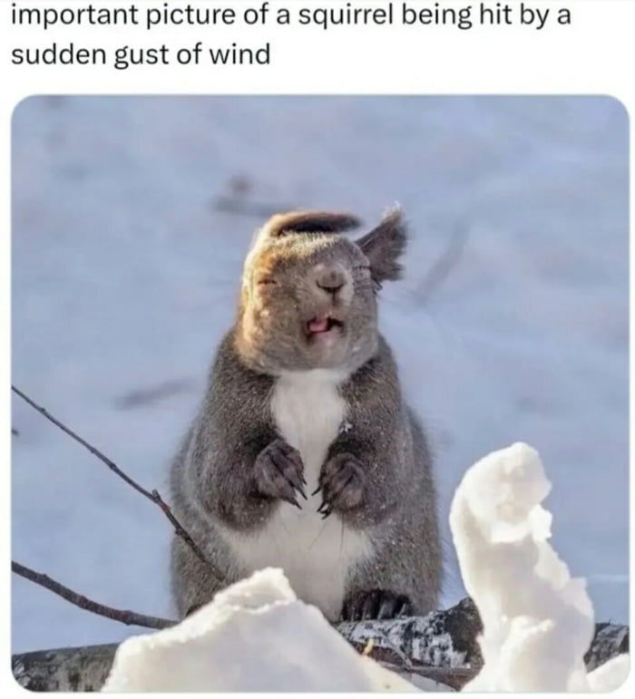 Kinds looks like Elvis would face in a wind storm - 9GAG