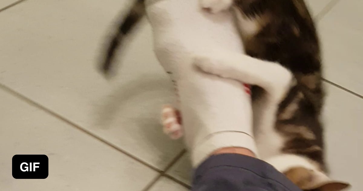 My sisters new cat is a little rascal! - 9GAG