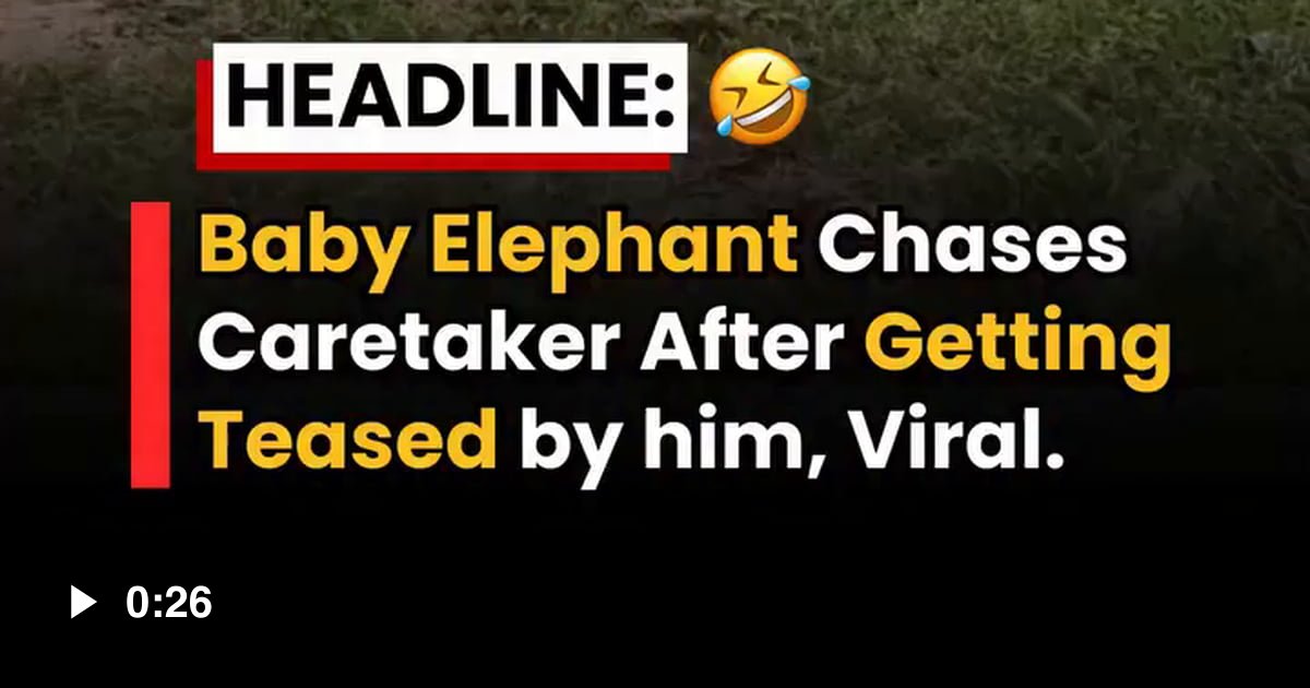 This baby elephant is not having it and wants some payback - 9GAG