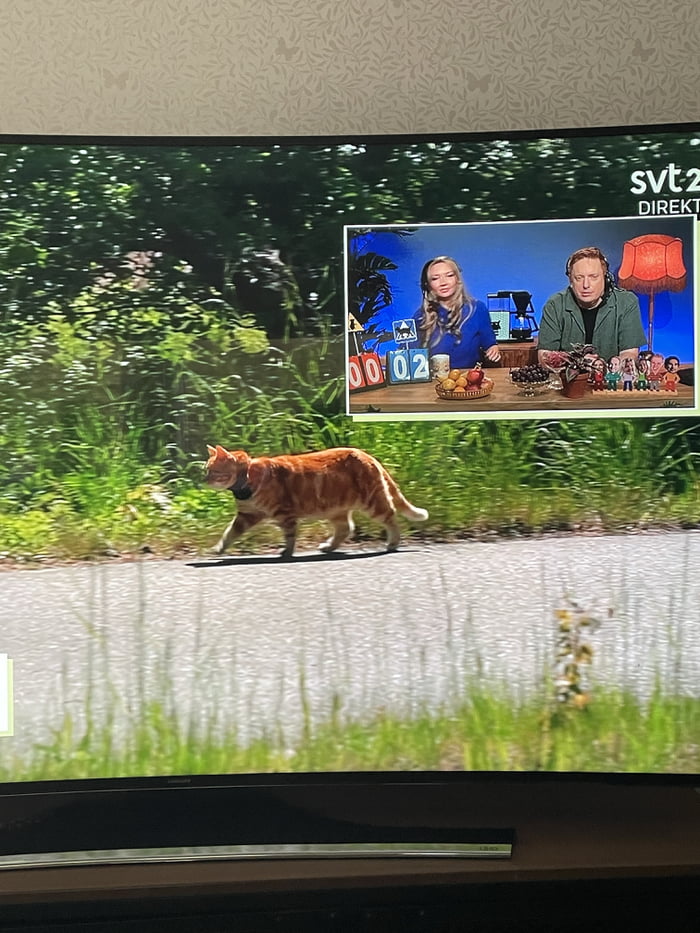 Swedish television is broadcasting live with commentators all weekend ...