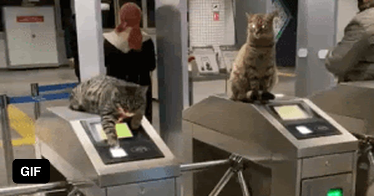 Cats working. - 9GAG