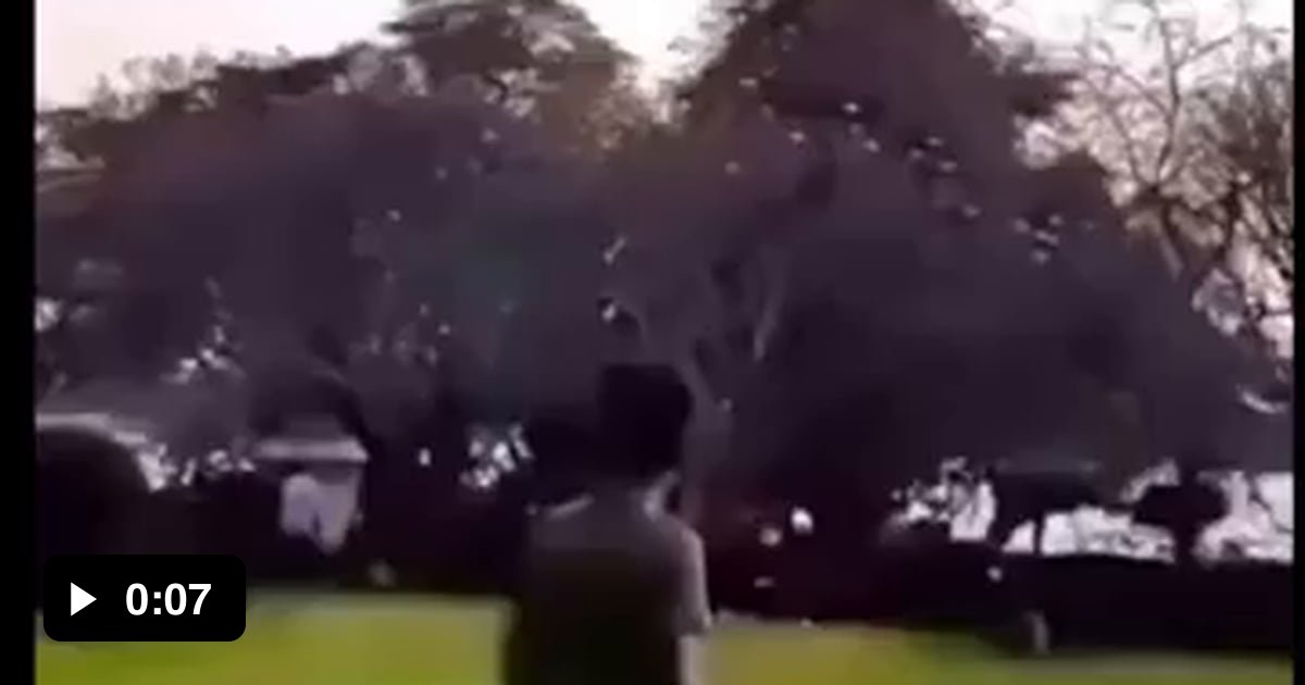 The way animals can instantly mimic and surpass humans is crazy. - 9GAG