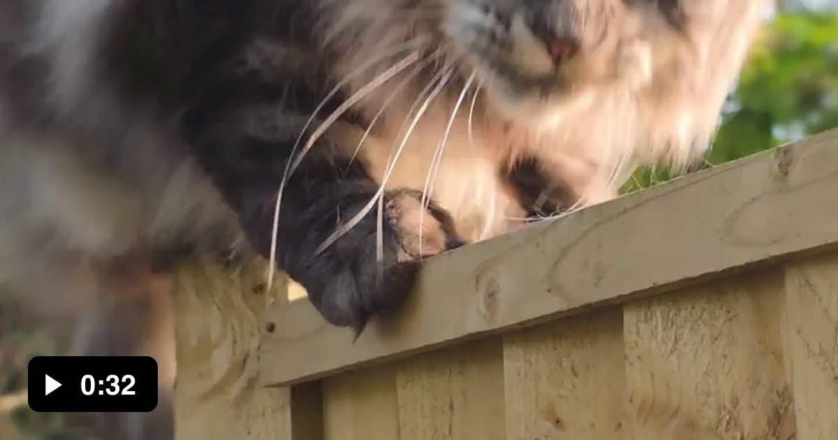 This is Goose, she was very friendly, or maybe accepted me 😺 - 9GAG