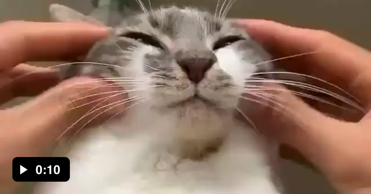 Squish the cat - 9GAG