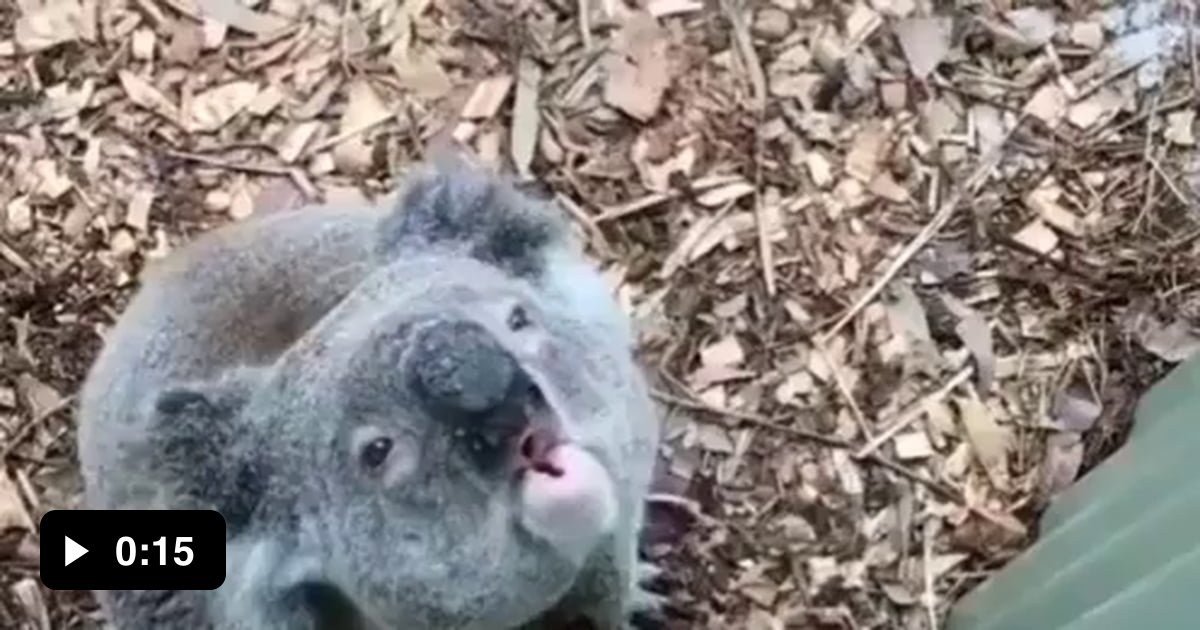 Koala Bears are so cute and cuddly and...WTF IS THAT? - 9GAG