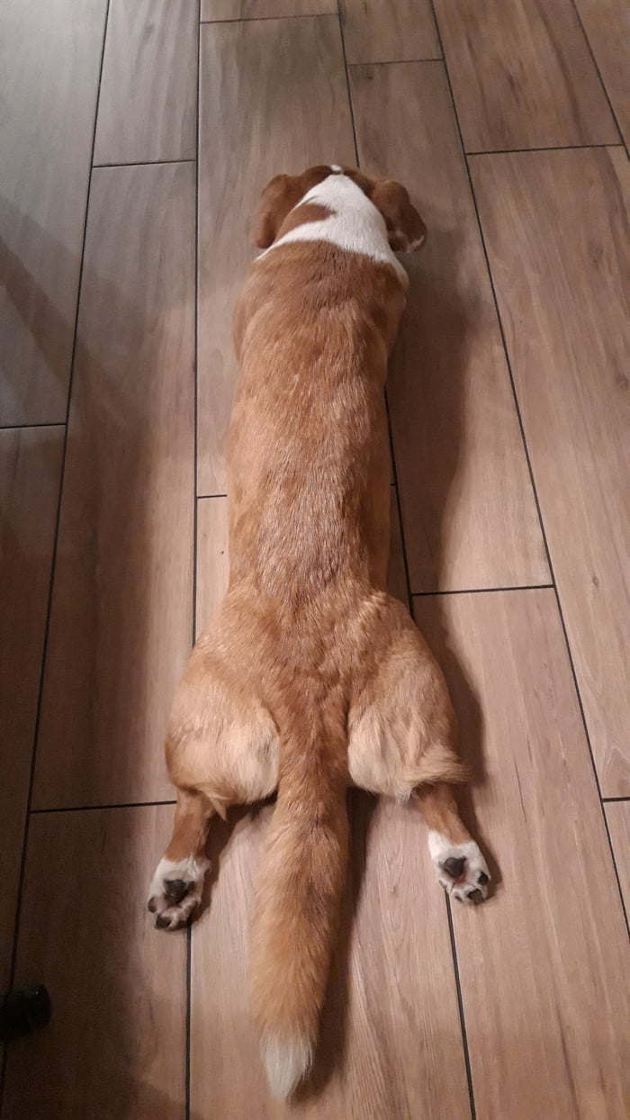 That's a quality sploot! - 9GAG