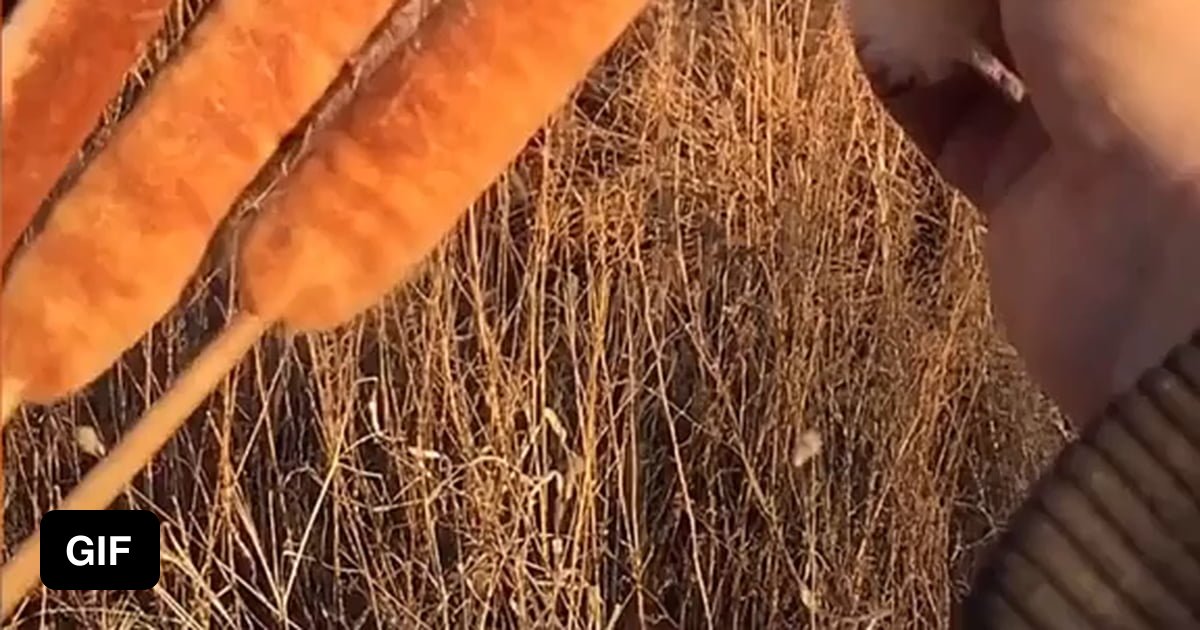 The forbidden corn dogs - 9GAG